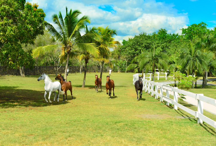 Land Sports | Maritim Resort & Spa Mauritius